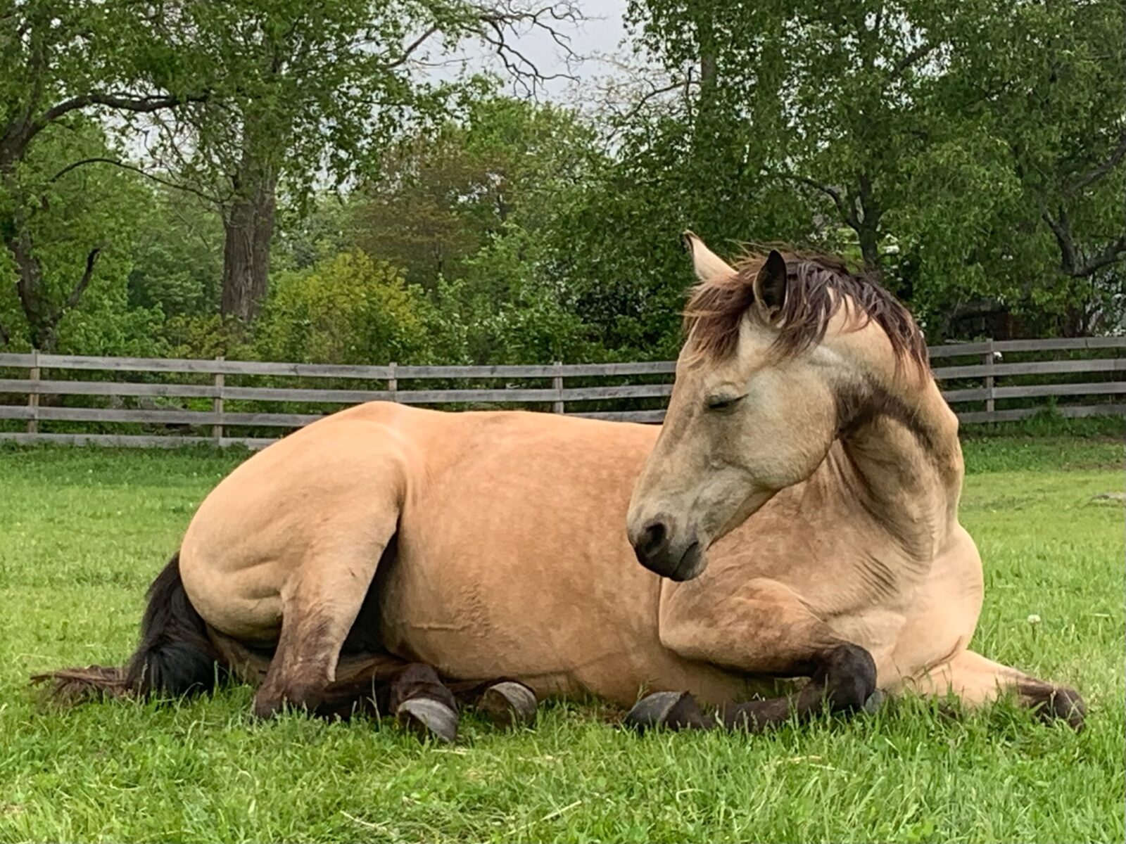 About Us | Tomten Farm and Sanctuary
