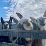 About Us | Tomten Farm and Sanctuary