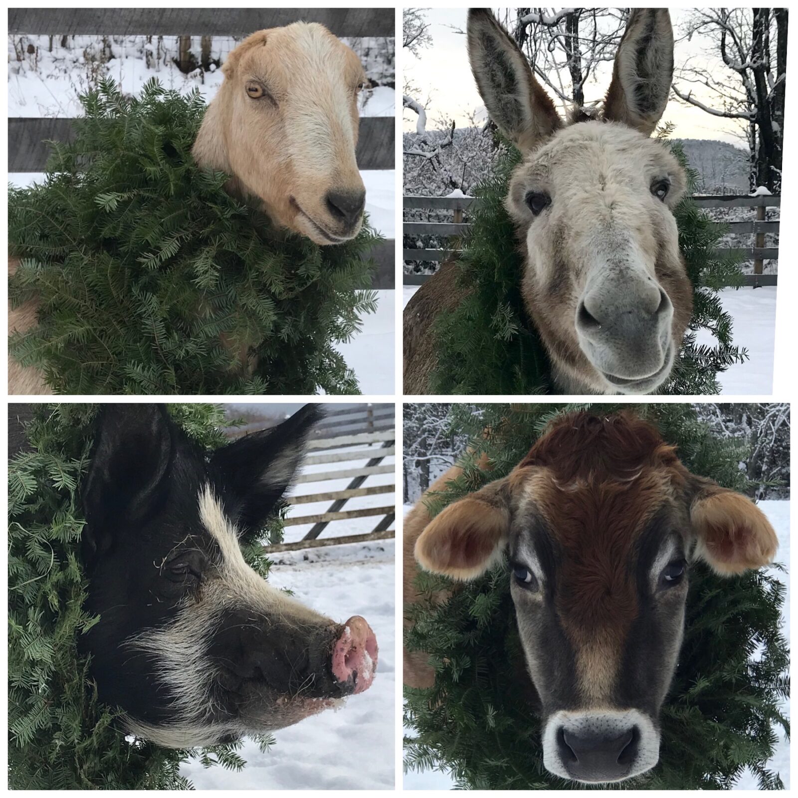 Contribute | Tomten Farm and Sanctuary