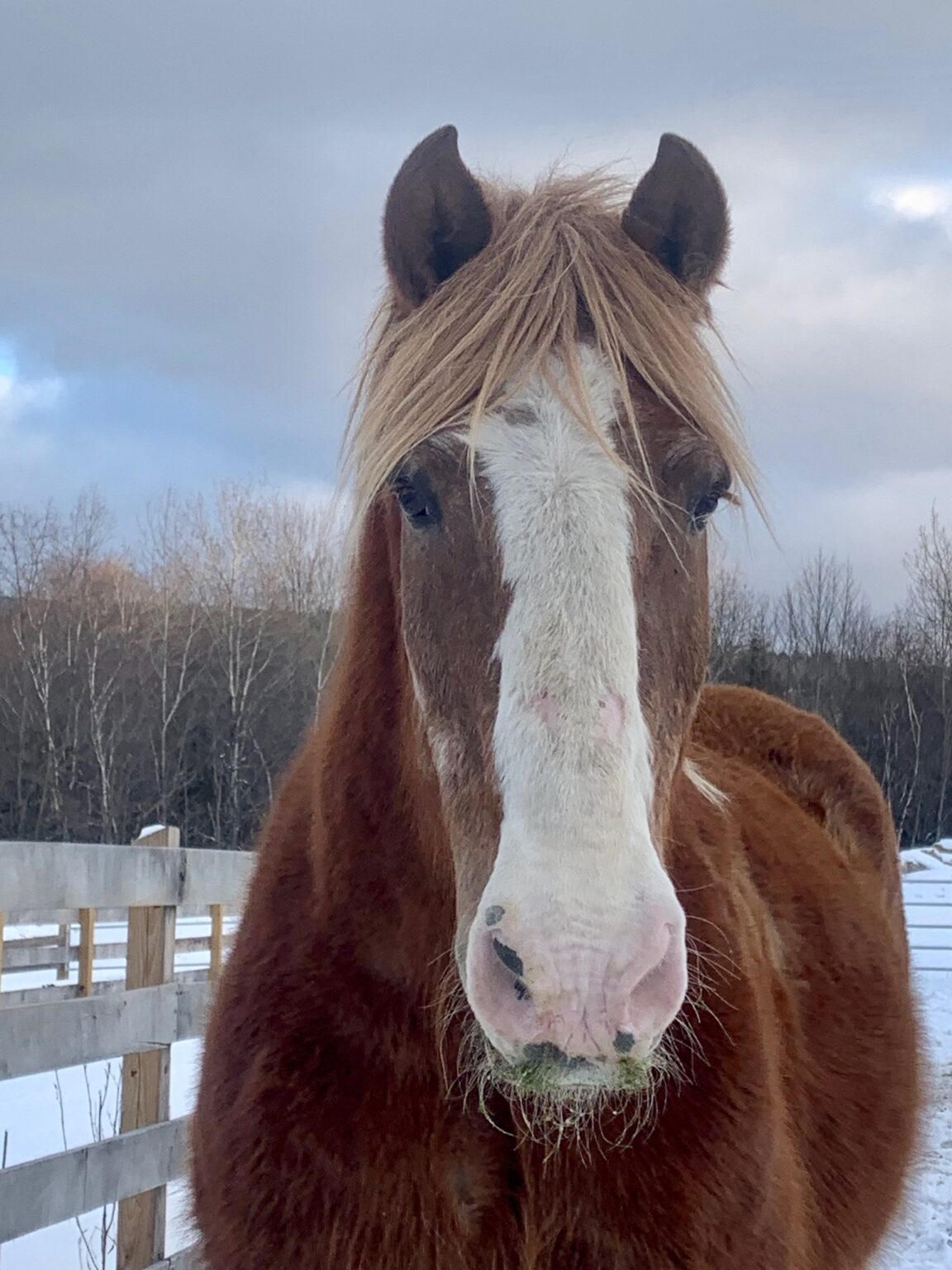 The Legend of The Tomten | About Us | Tomten Farm and Sanctuary