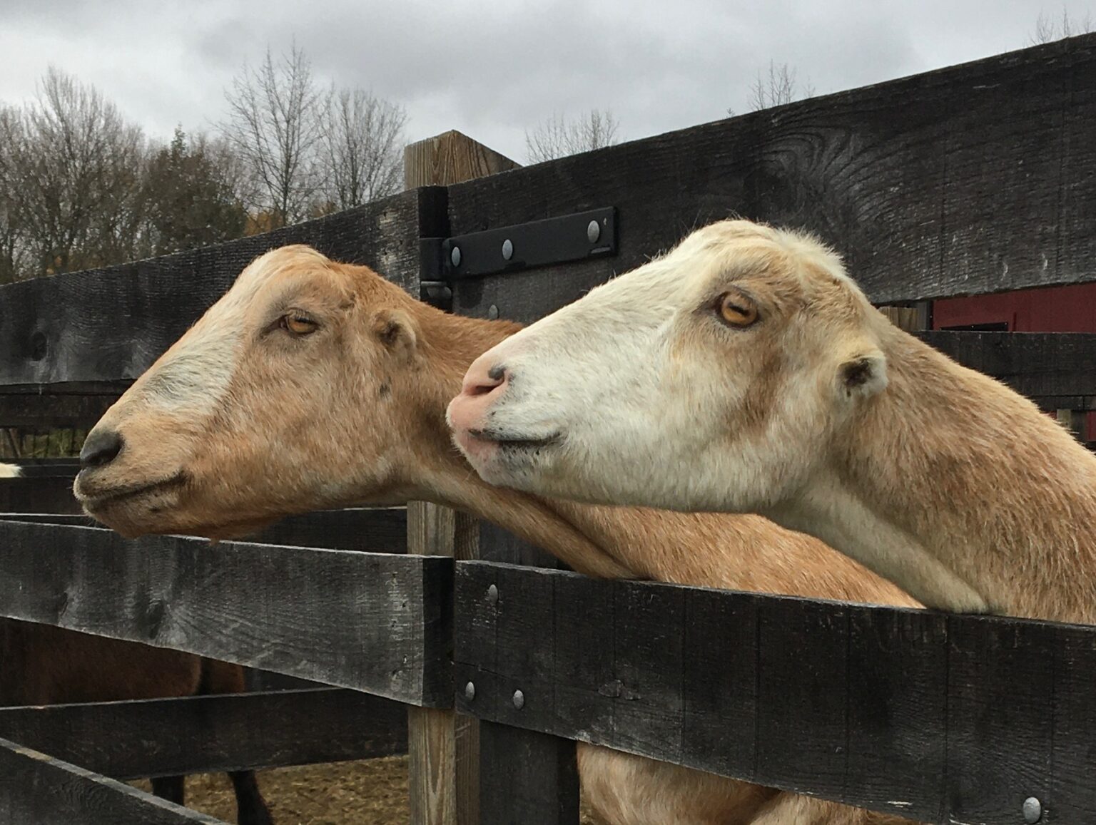 About Us | Tomten Farm and Sanctuary