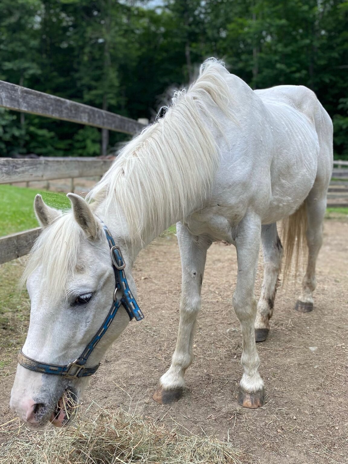 Welcome New Rescues | Happenings | Tomten Farm and Sanctuary