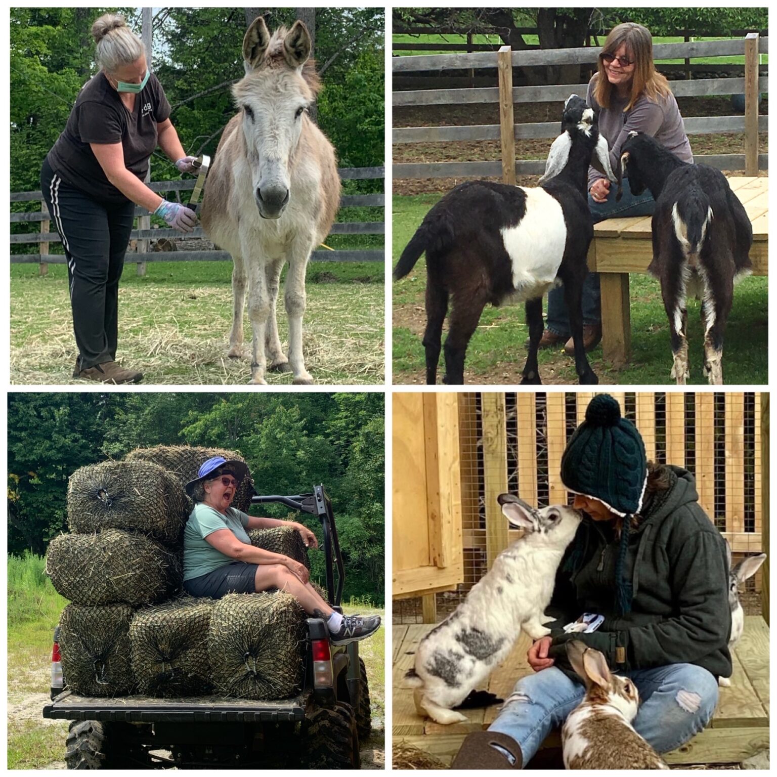 Visit | Tomten Farm and Sanctuary