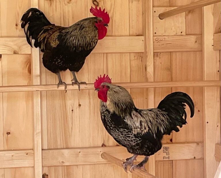 Our Rescues | Tomten Farm and Sanctuary