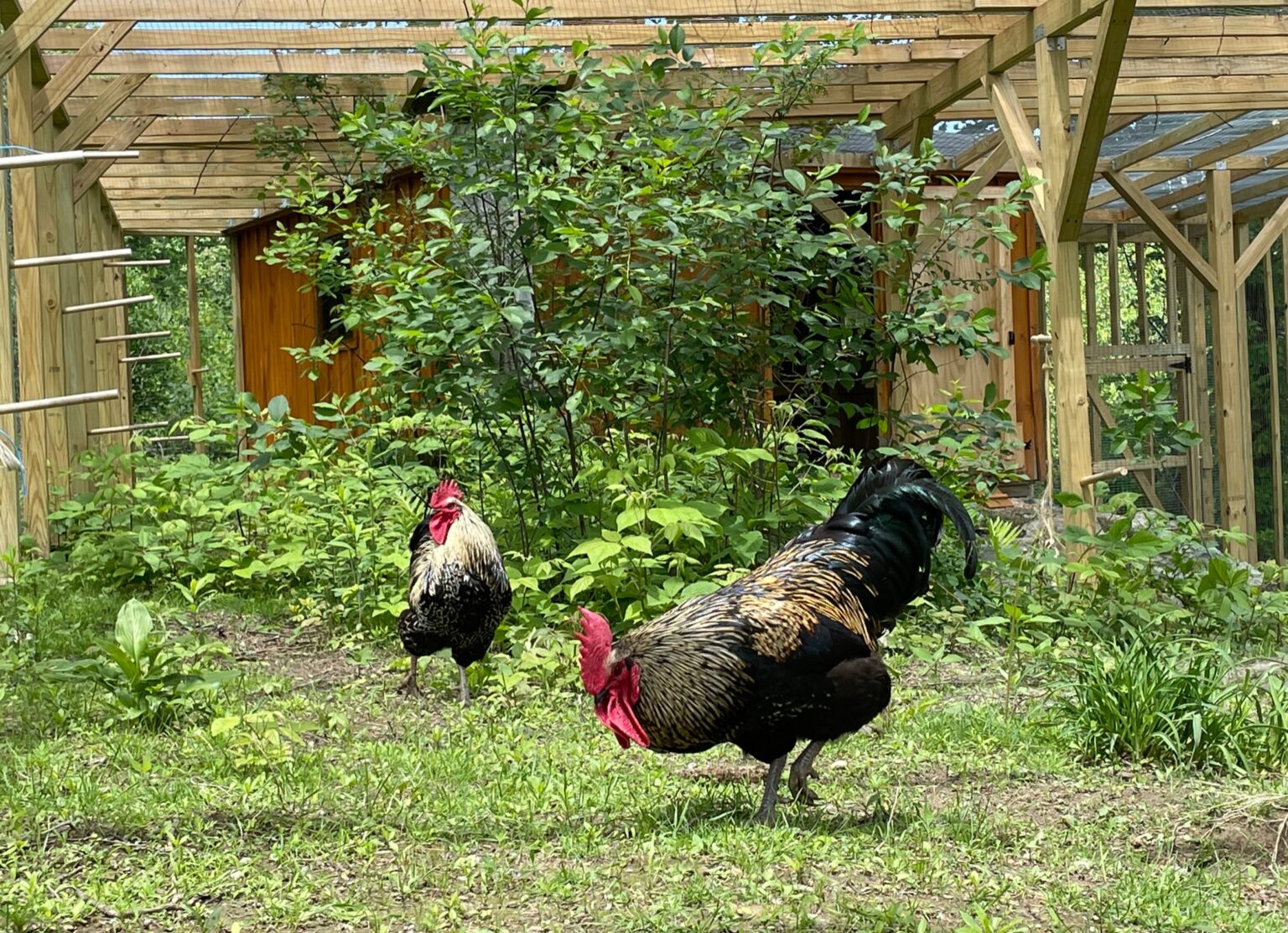 Rooville | Happenings | Tomten Farm and Sanctuary