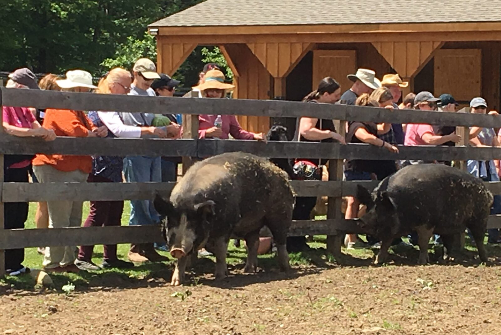 Visit | Tomten Farm and Sanctuary